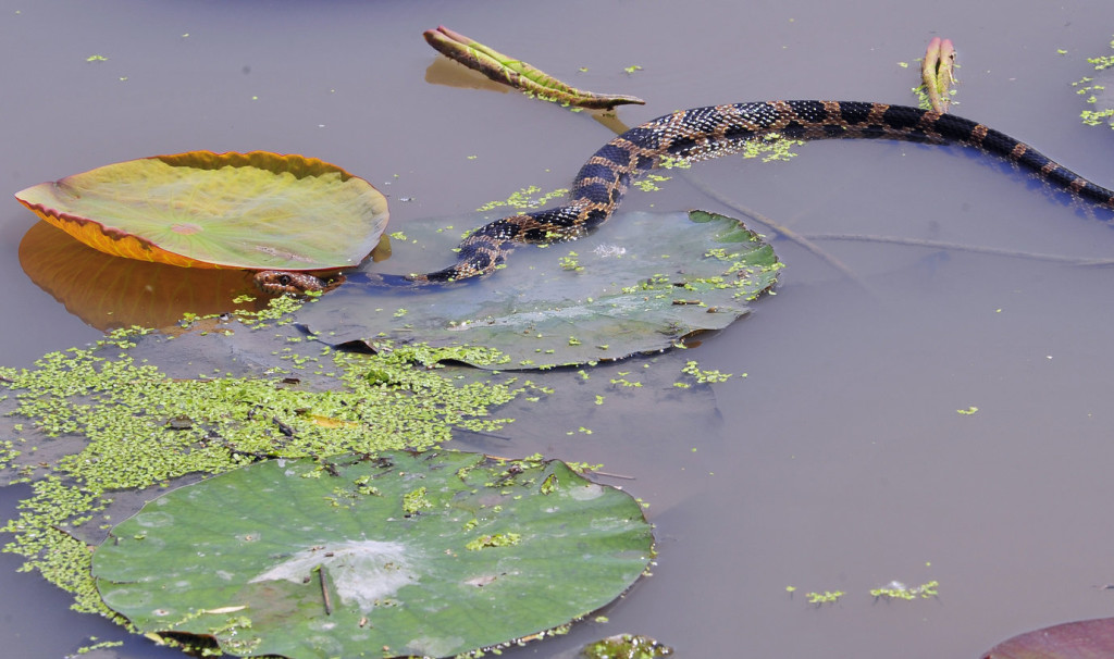 Herb Gray Parkway Vegetation and Snakes Factsheet | Detroit River ...