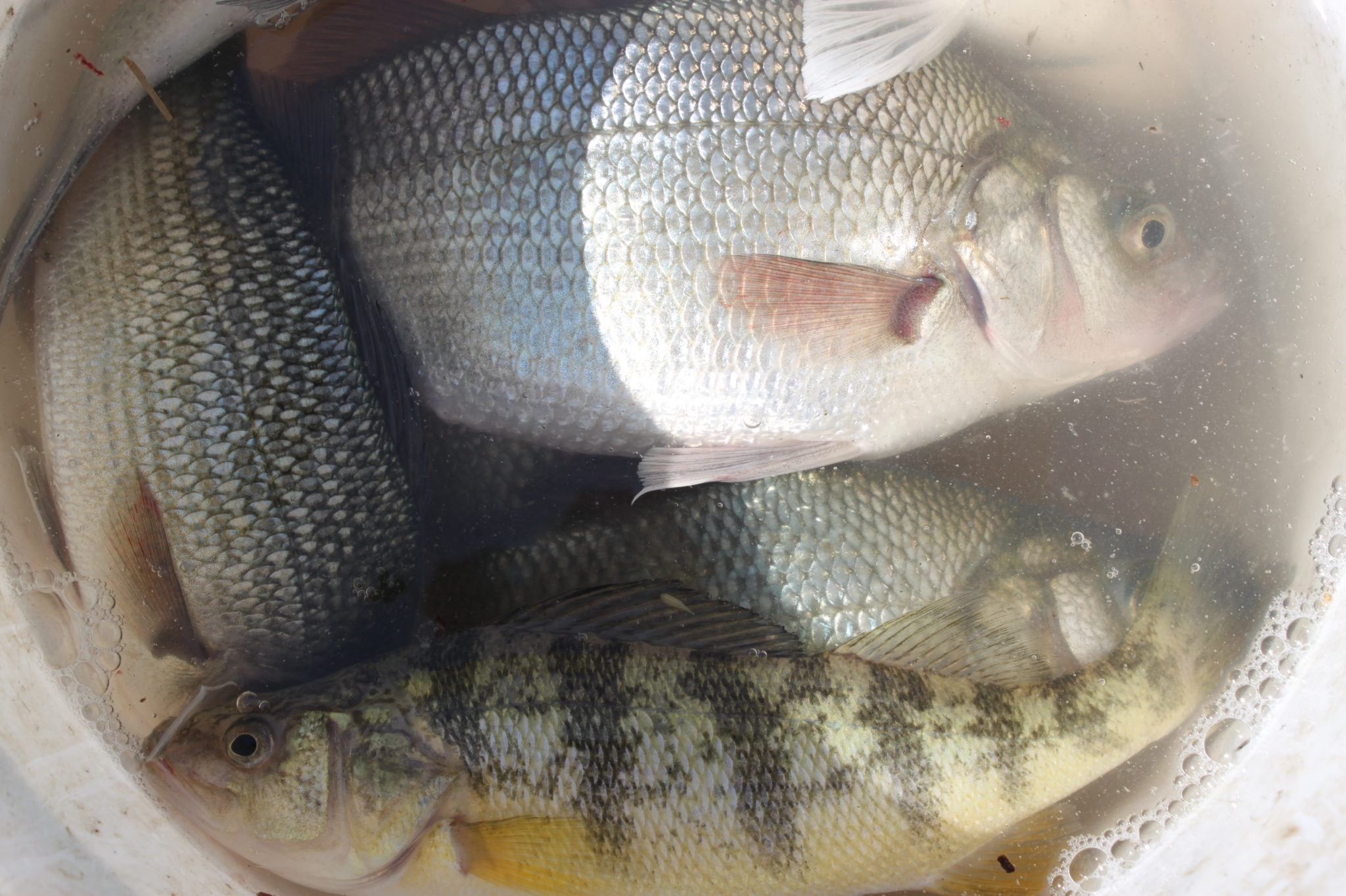 Learn to Fish the Detroit River | Detroit River Canadian Cleanup